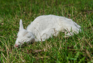 Sick Goat: Trouble Shooting for Treatment - Goat Journal